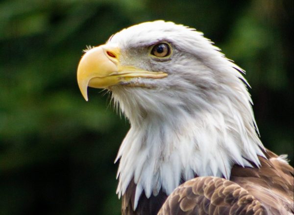 BATNA and Other Sources of Power at the Negotiation Table - PON ...